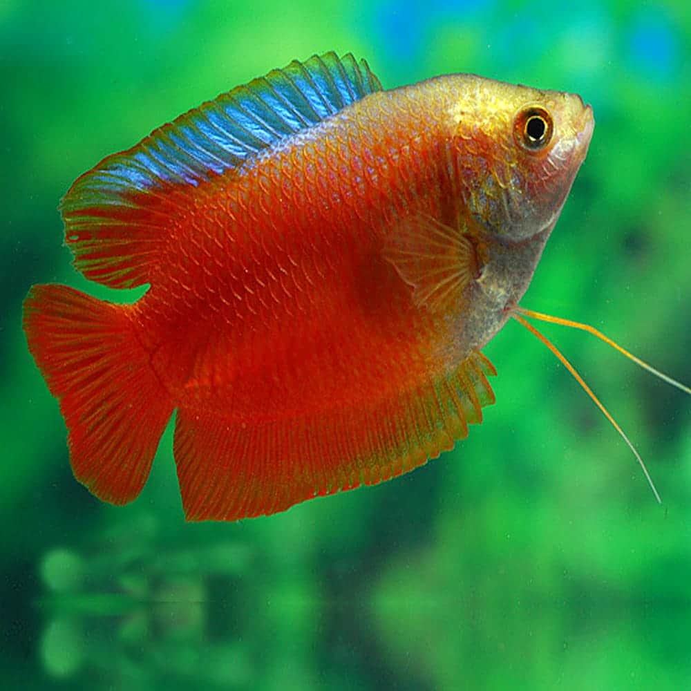 Wild Dwarf Gourami Websites Clc cet edu