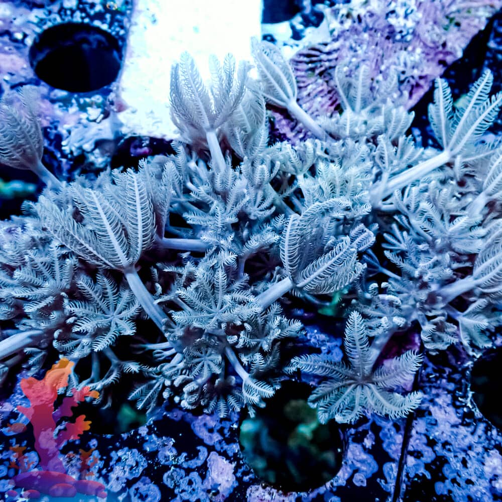 Xenia Coral Alternative Listening Bodies - Home | Facebook