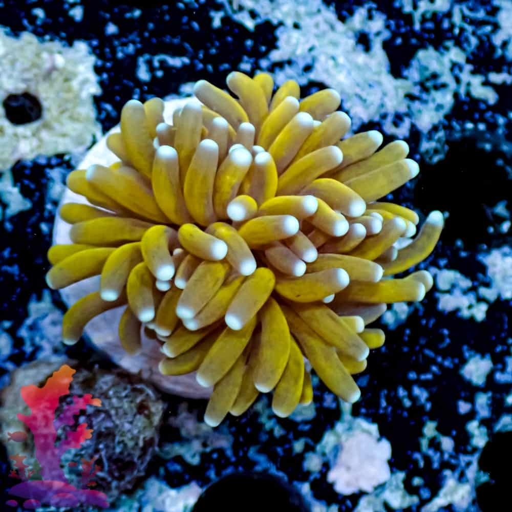 Indo 24k Gold Torch – 237109 – Frags 2 Fishes | Live Fish & Corals ...