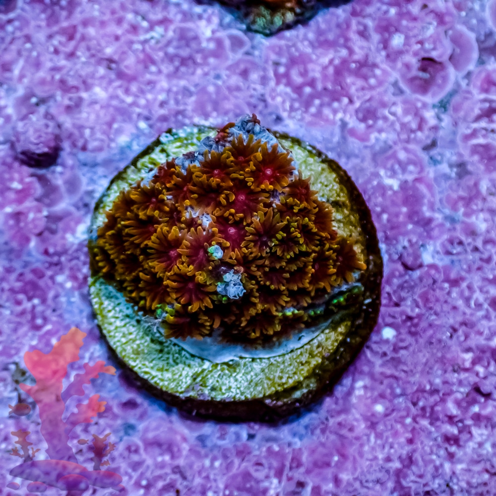 Frags 2 Fishes | Live Fish & Corals – Wilmington, DE – Frags 2 Fishes ...