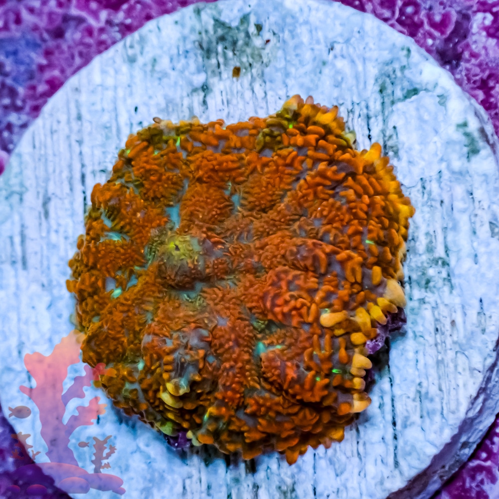 Frags 2 Fishes | Live Fish & Corals – Wilmington, DE – Frags 2 Fishes ...