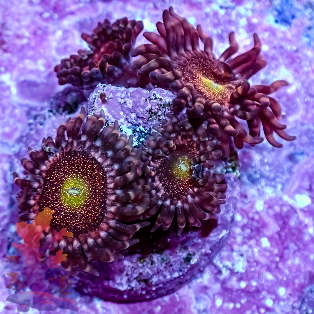 Frags 2 Fishes | Live Fish & Corals – Wilmington, DE – Frags 2 Fishes ...