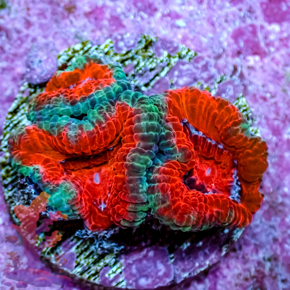 Frags 2 Fishes | Live Fish & Corals – Wilmington, DE – Frags 2 Fishes ...