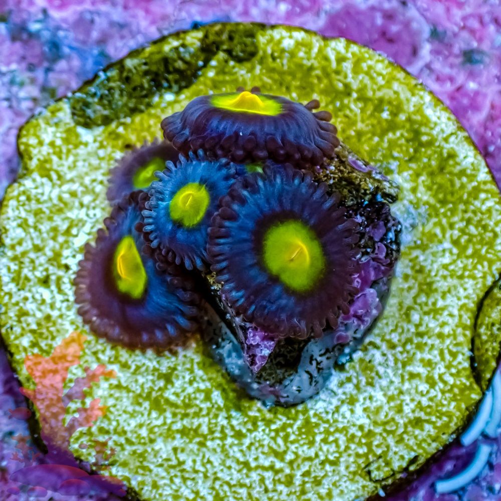 Frags 2 Fishes | Live Fish & Corals – Wilmington, DE – Frags 2 Fishes ...