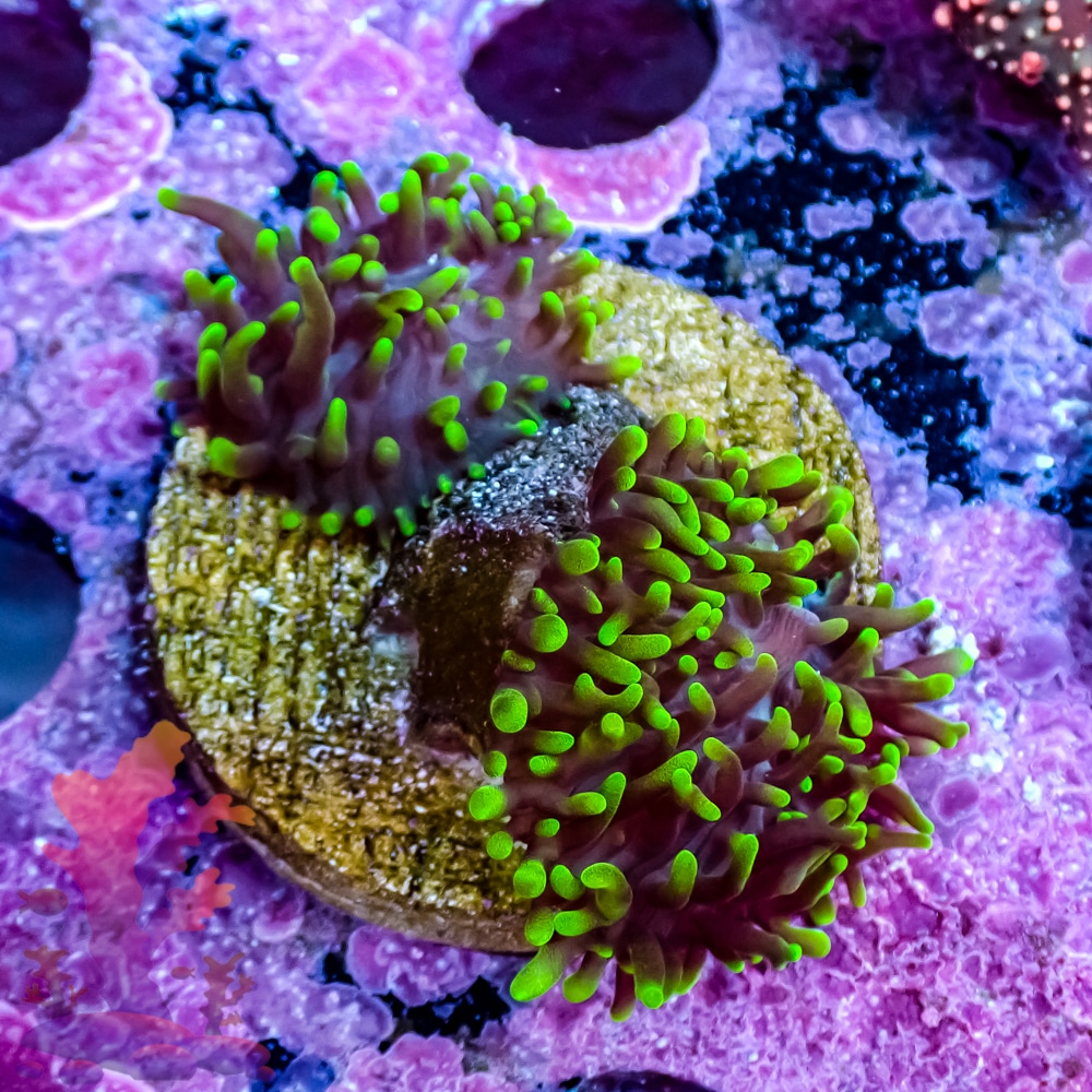 Frags 2 Fishes | Live Fish & Corals – Wilmington, DE – Frags 2 Fishes ...