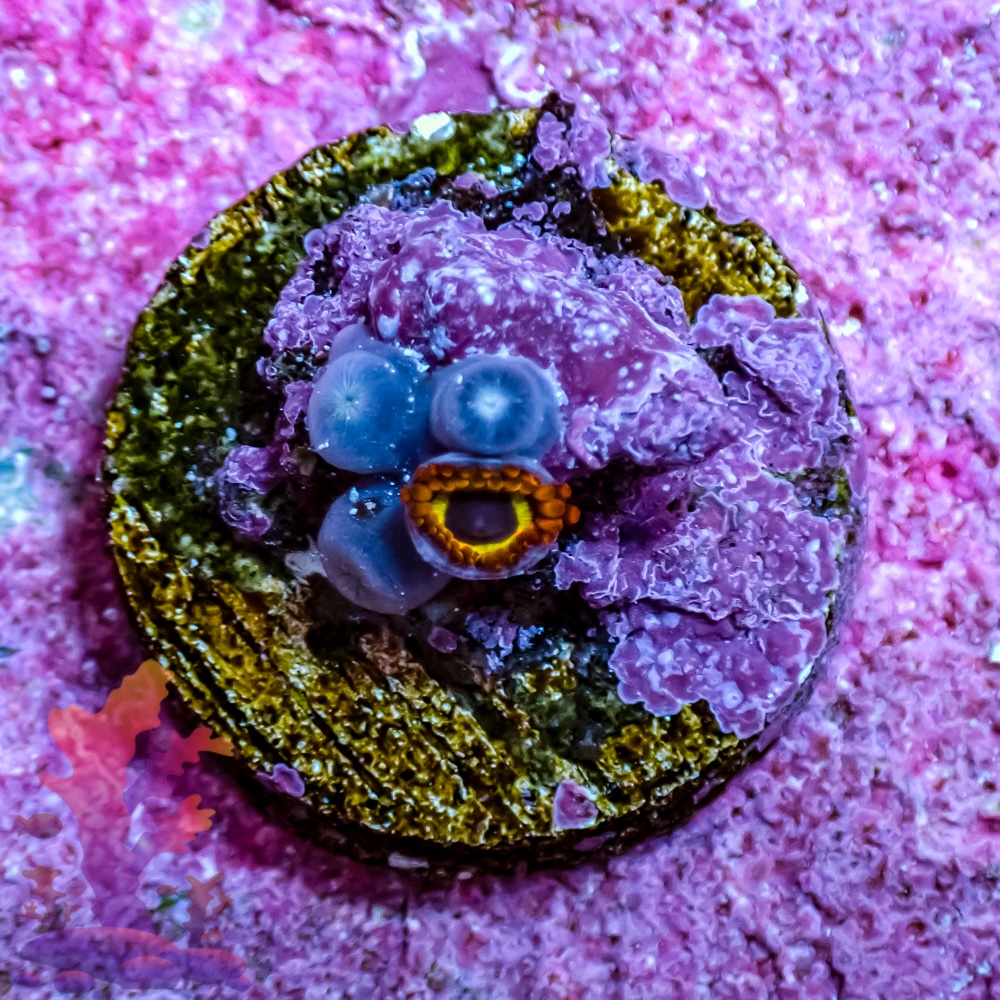 Frags 2 Fishes | Live Fish & Corals – Wilmington, DE – Frags 2 Fishes ...