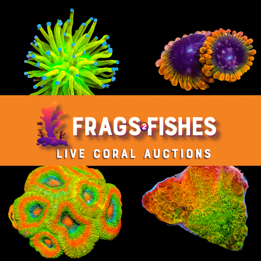 Live Coral Auctions | Wysiwyg Coral Auctions | Frags 2 Fishes